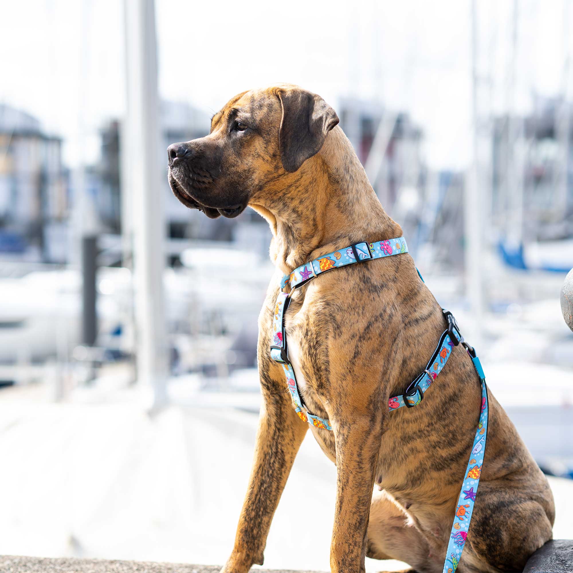 Max & Molly Original Laisse 120 cm XS - Blue Ocean, globaldogshop.com ...